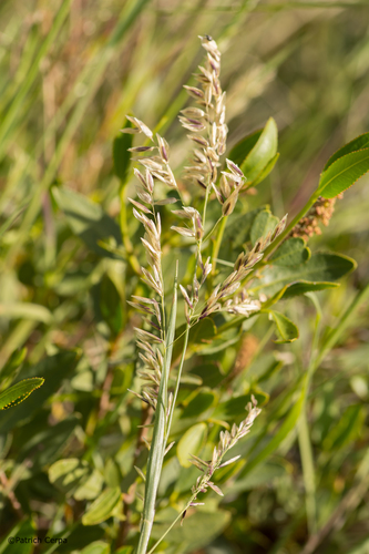Bromus setifolius · iNaturalist