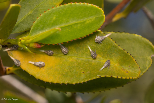 Genus Sarnus · iNaturalist