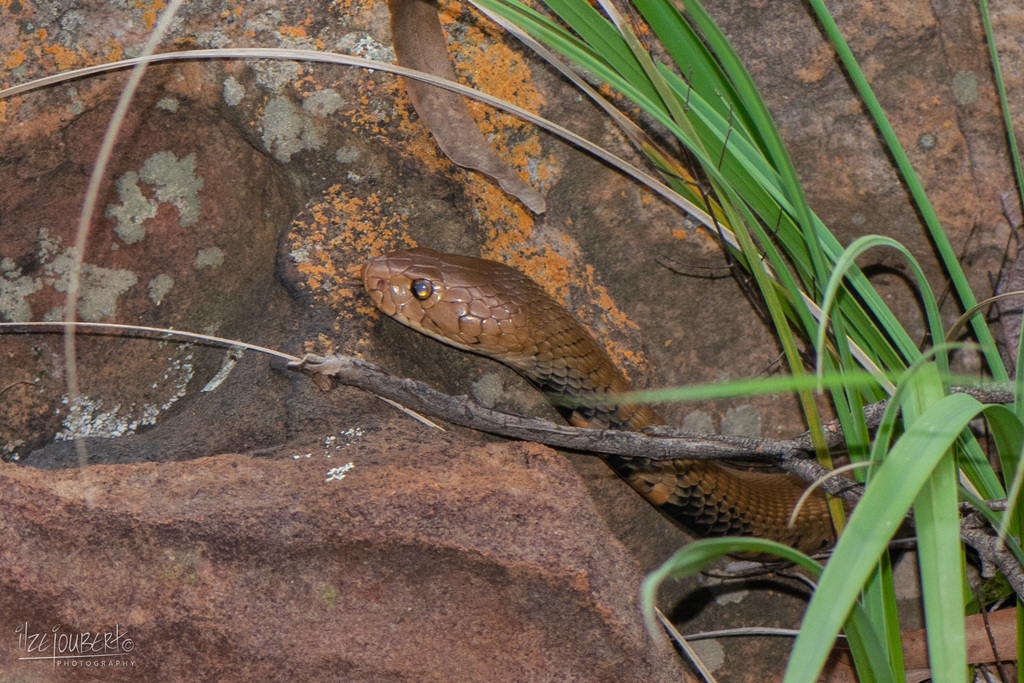 Mozambique Spitting Cobra from Olympus AH, Pretoria, 0081, South Africa on December 27, 2022 at ...