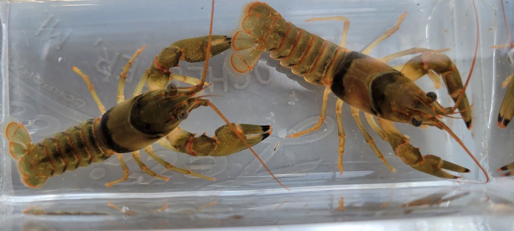 Golden Crayfish in April 2023 by Brandon Brooke. Form with black band ...