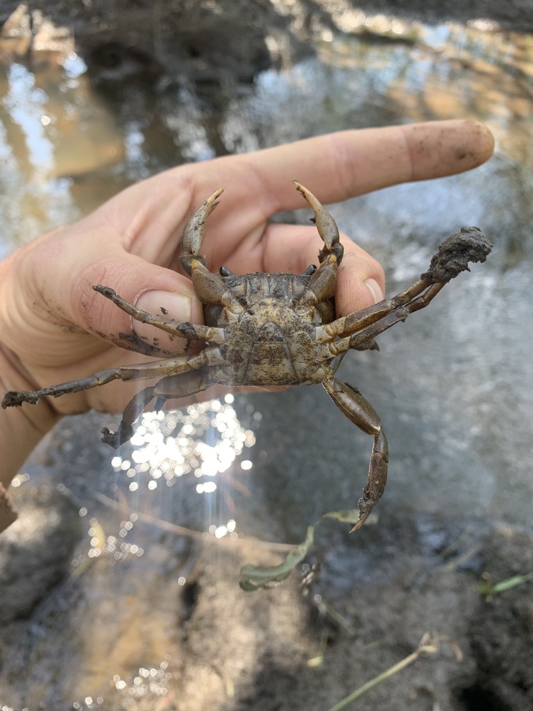 Singlespine River Crab from Tshwane, City Of Tshwane, GP, ZA on April ...