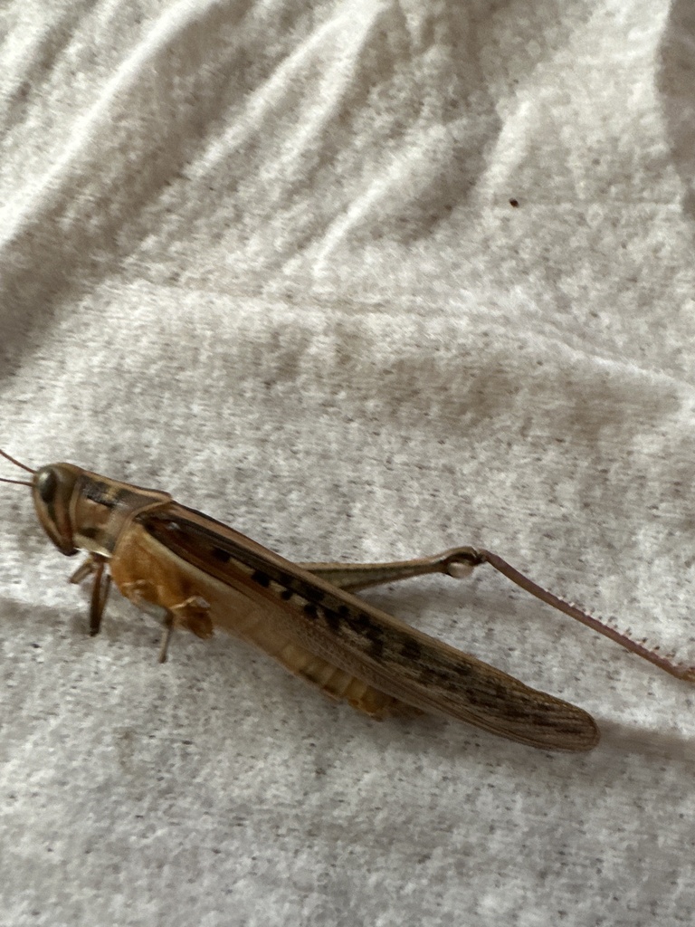 Spur-throated Locust from Coronation St, Old Bar, NSW, AU on April 22 ...