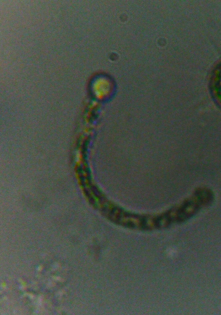 Anabaenopsis from Manuel Salazar S/N, Hacienda del Rosario, Prados del ...