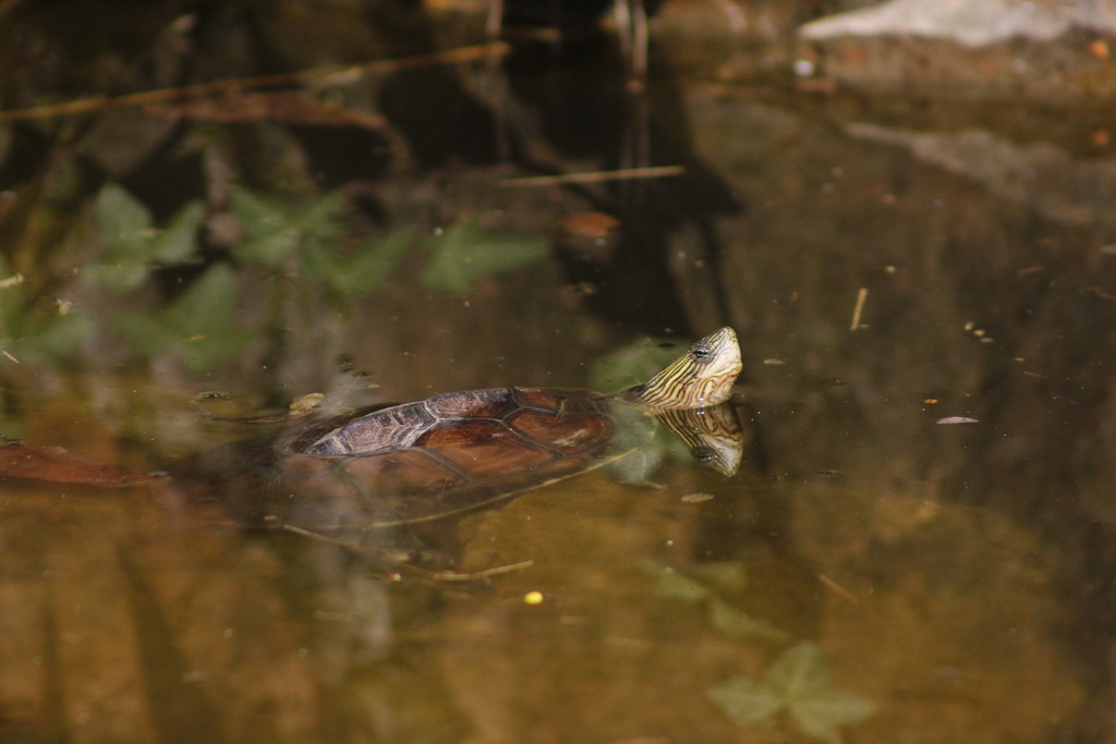 Common thread turtle in March 2022 by Luca · iNaturalist