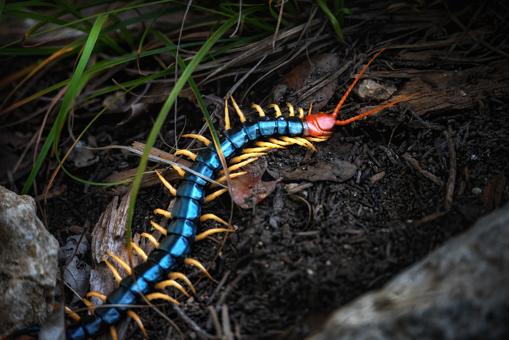 Giant Desert Centipede from Glen Rose, TX 76043, USA on April 16, 2023 ...