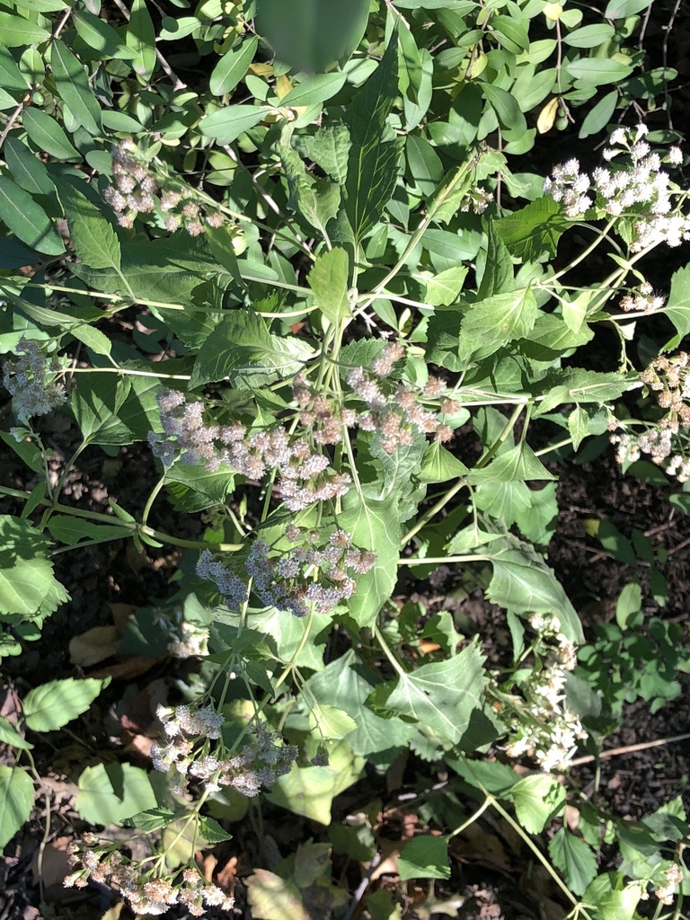 white snakeroot from Central Park, New York, NY, US on October 20, 2018 ...