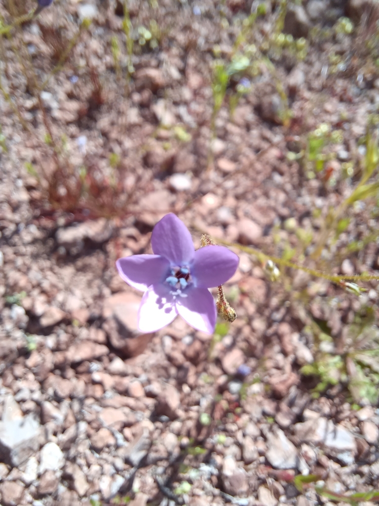 greater yellowthroat gilia in April 2023 by Valeria Rodriguez · iNaturalist