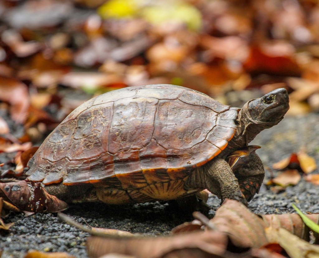 Spiny Terrapin in April 2023 by Ooi Qie. Adult female. · iNaturalist