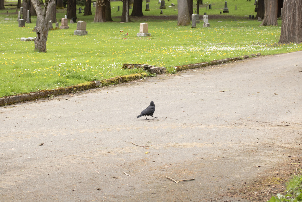 American Crow from Southeast Portland, Portland, OR, USA on April 21 ...