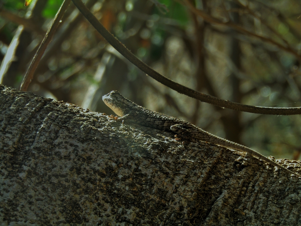 Black-nosed Lizard from Rincón de Guayabitos on April 20, 2023 at 03:22 ...