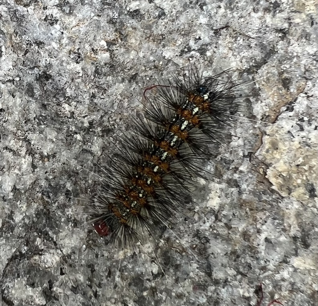Lemyra imparilis from 金田, つくば市, 茨城県, JP on April 22, 2023 at 11:01 AM ...