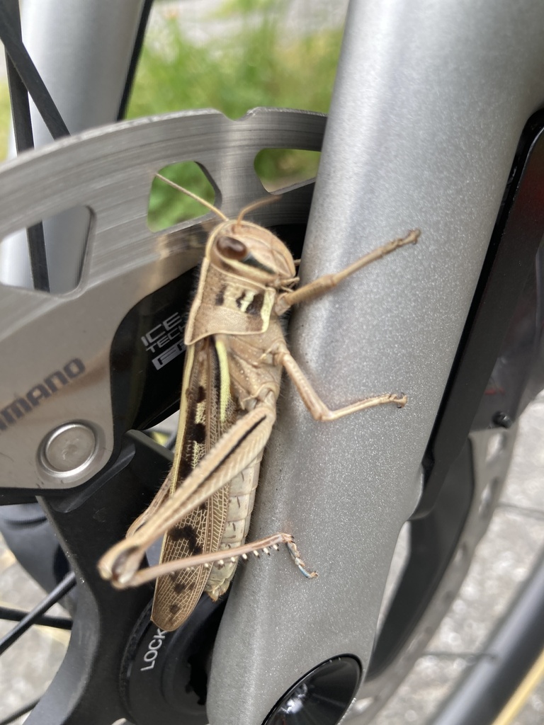 Patanga japonica from 山根, 長生郡長柄町, 千葉県, JP on April 22, 2023 at 12:34 PM ...