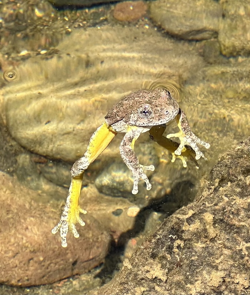 Canyon Tree Frog from Agua Fria National Monument, Mayer, AZ, US on ...