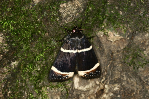 Amphipyra tripartita · iNaturalist