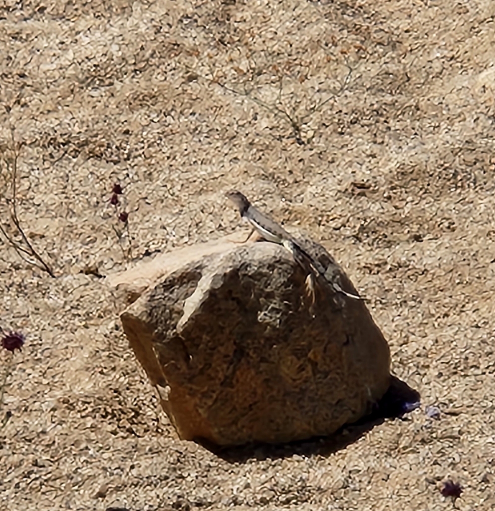 Zebra-tailed Lizard from Riverside County, CA, USA on April 21, 2023 at ...