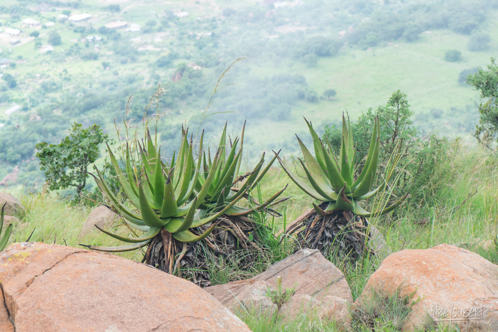 Aloe barbara-jeppeae from Leolo, South Africa on February 27, 2021 at ...