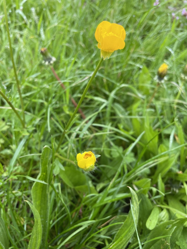 bulbous buttercup from Birchen Grove, London, England, GB on April 21 ...
