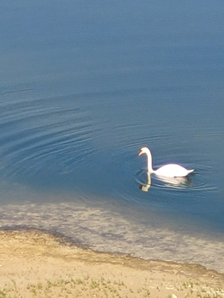 Mute Swan from Fiumicino Parco Leonardo, 00054 Fiumicino RM, Italy on ...