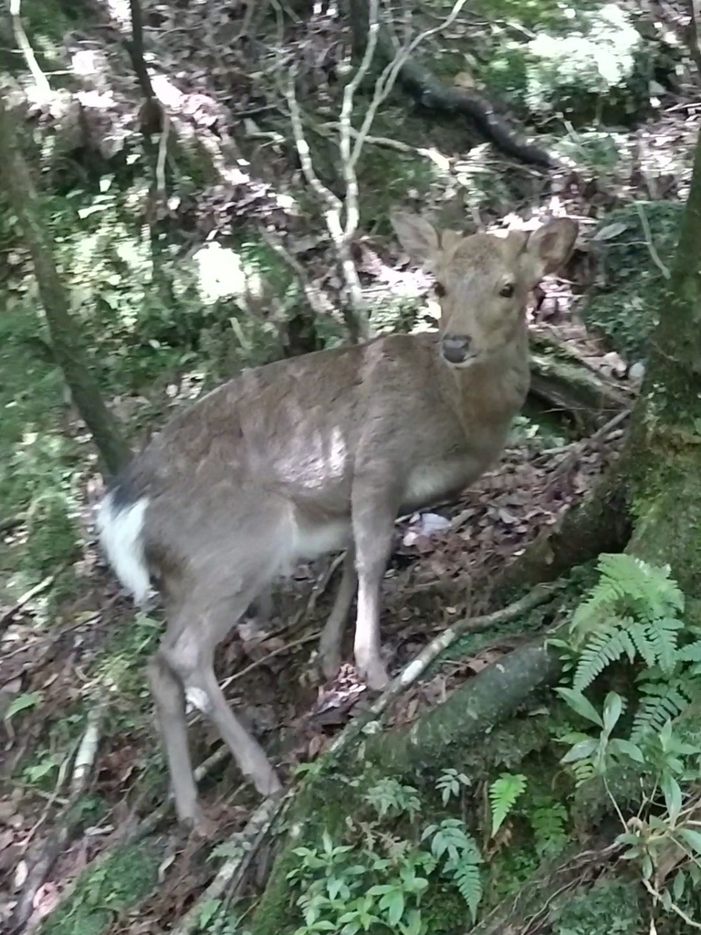 Yakushima Sika Deer from 891-4311, Japan on April 22, 2023 by Gundė ...