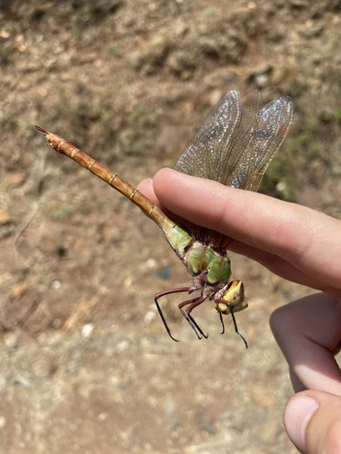 Anax gladiator · NaturaLista Colombia
