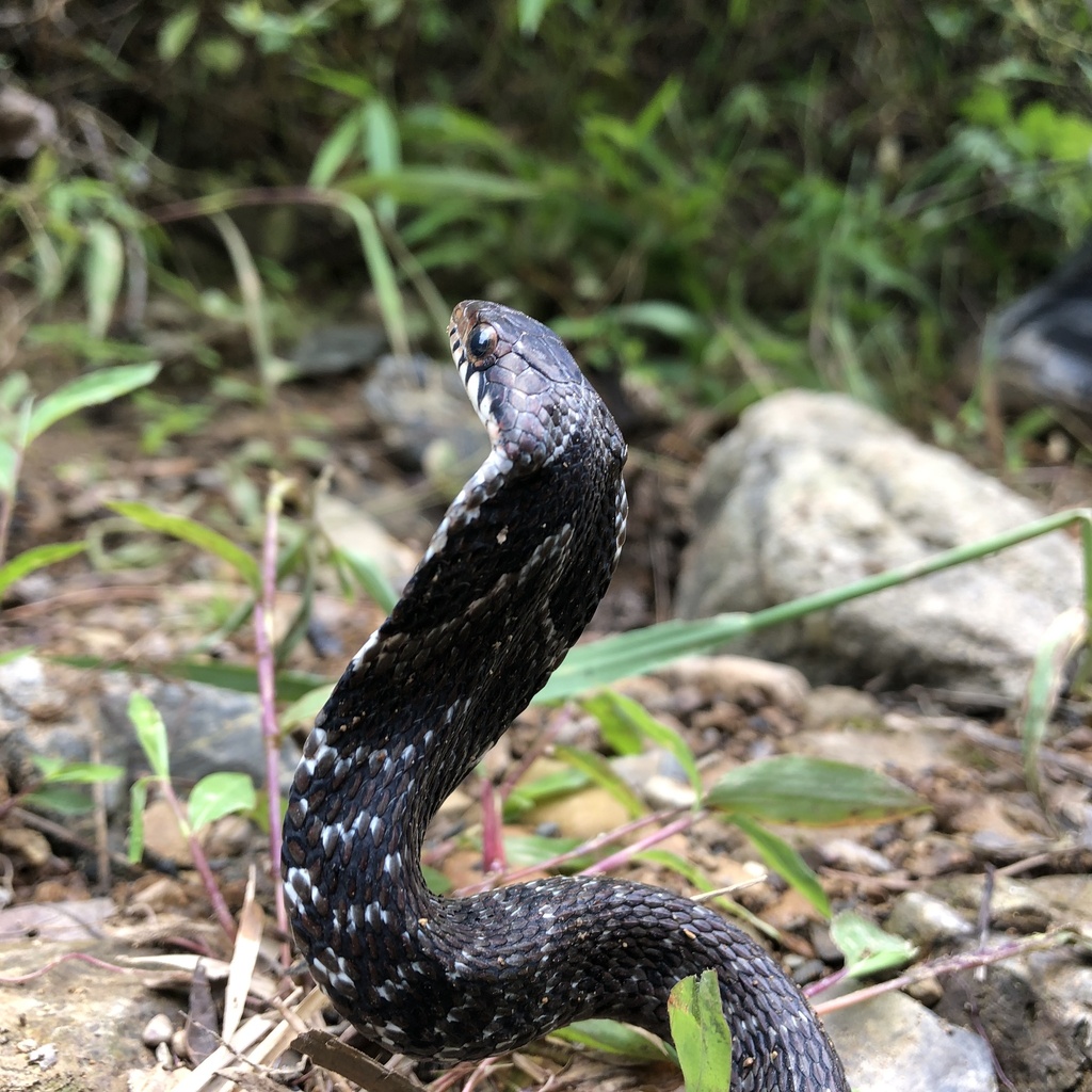 Big-eyed Bamboo Snake from 普洱市, 云南, CN on June 4, 2022 at 02:24 PM by ...