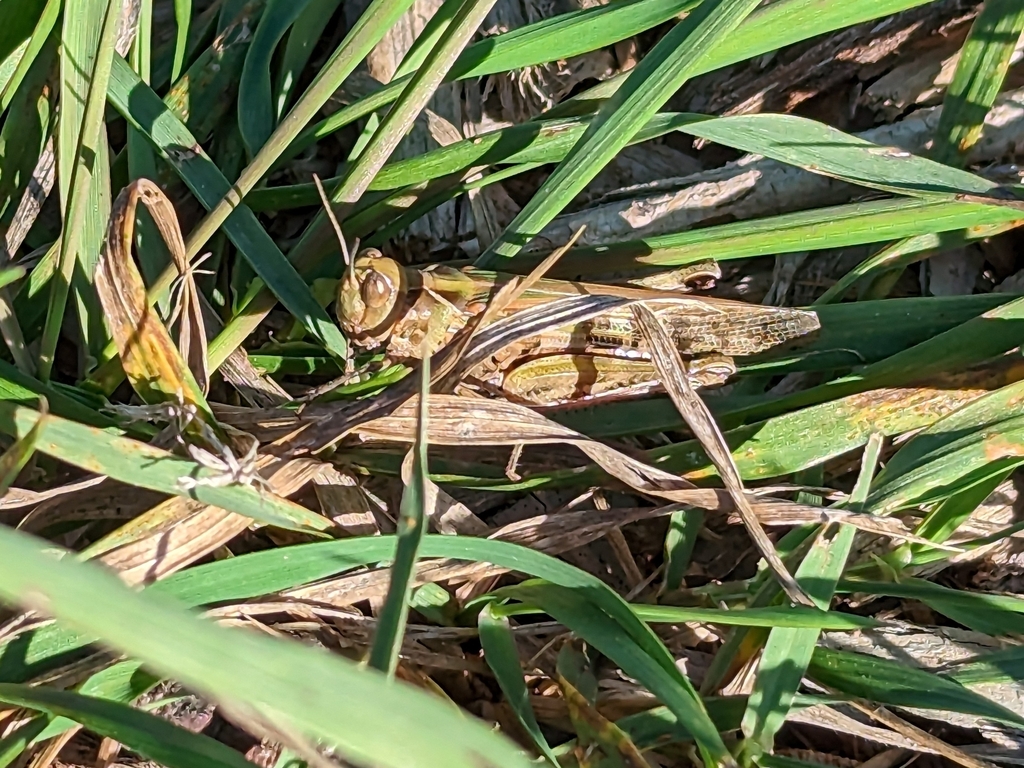 Australian Plague Locust from Port Phillip Bay, Williamstown VIC 3016 ...