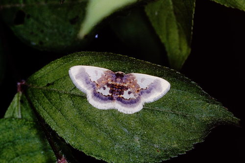 Genus Ninodes · iNaturalist