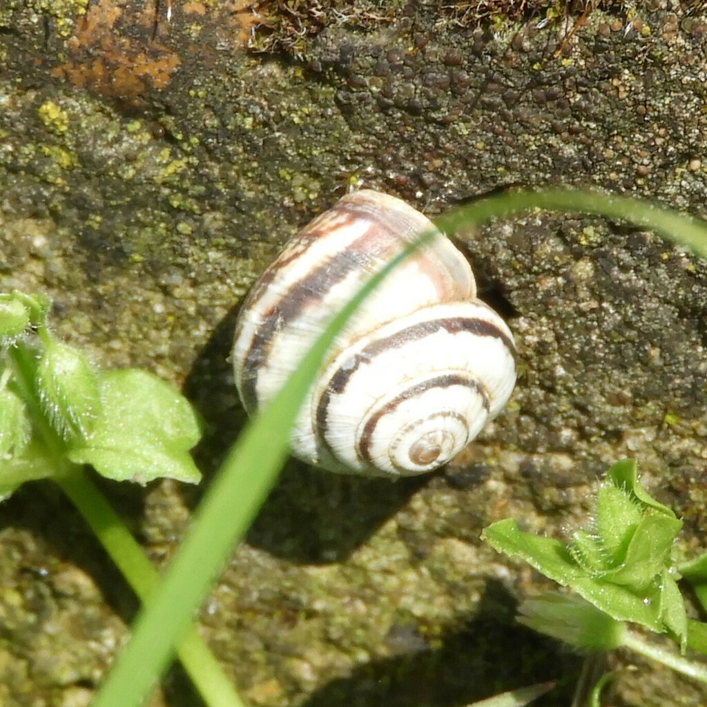 Vineyard Snail from South Swale Reserve, Kent, UK on April 22, 2023 at ...