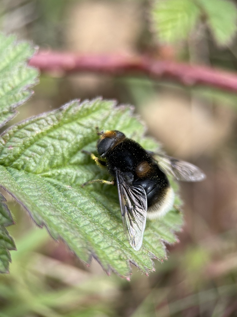 Furry Dronefly from Brent, London, England, GB on April 22, 2023 at 12: ...