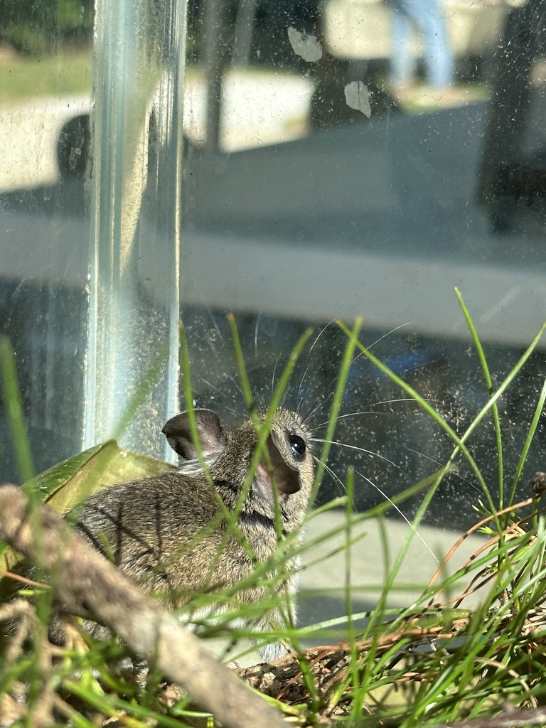 Cotton Mouse from Frenchtown Rd, Central, LA, US on April 22, 2023 at ...