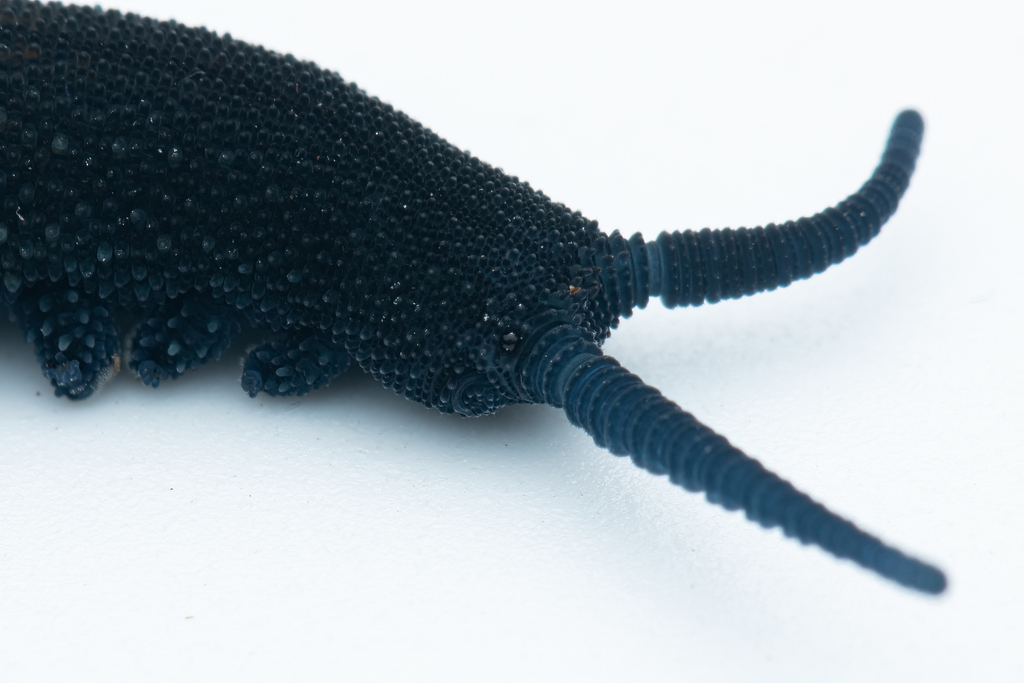 southern velvet worms from Cooloola QLD 4580, Australien on March 11 ...