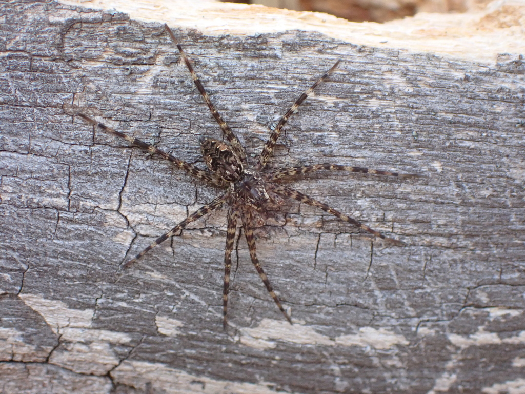 Dark Fishing Spider from Kane, PA 16735, USA on April 20, 2023 at 12:26 ...