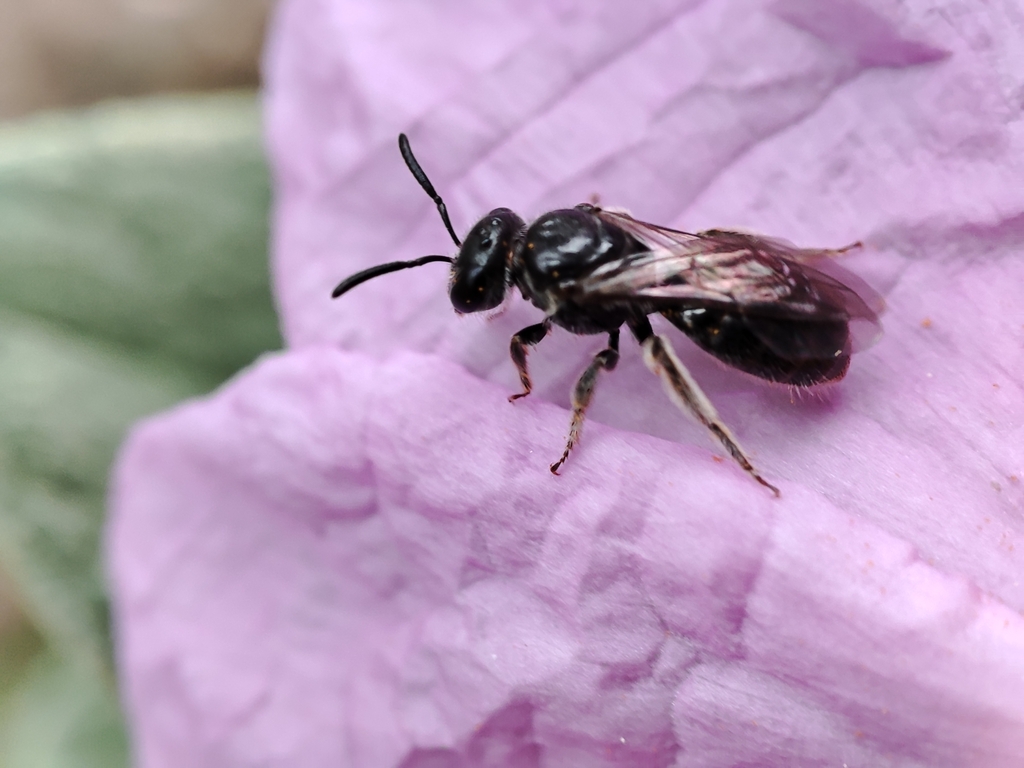 Cucumber Small Carpenter from Aiguelongue, Montpellier, France on April ...