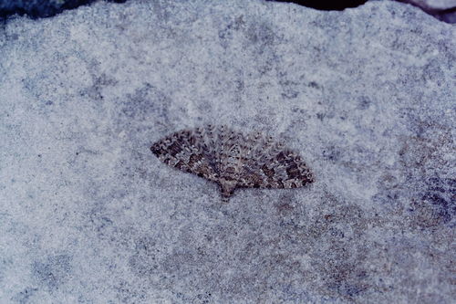 Alucita japonica · iNaturalist Ecuador