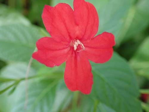 Ruellia rosea · iNaturalist