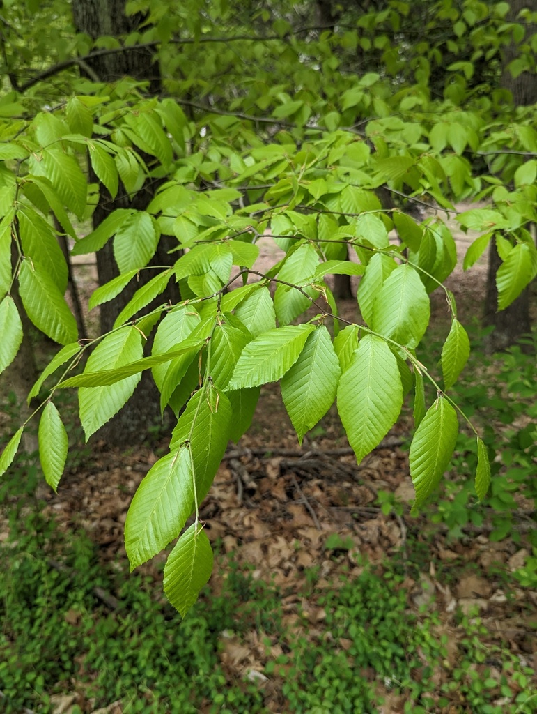 American beech from Howard County, MD, USA on April 22, 2023 at 01:10 ...