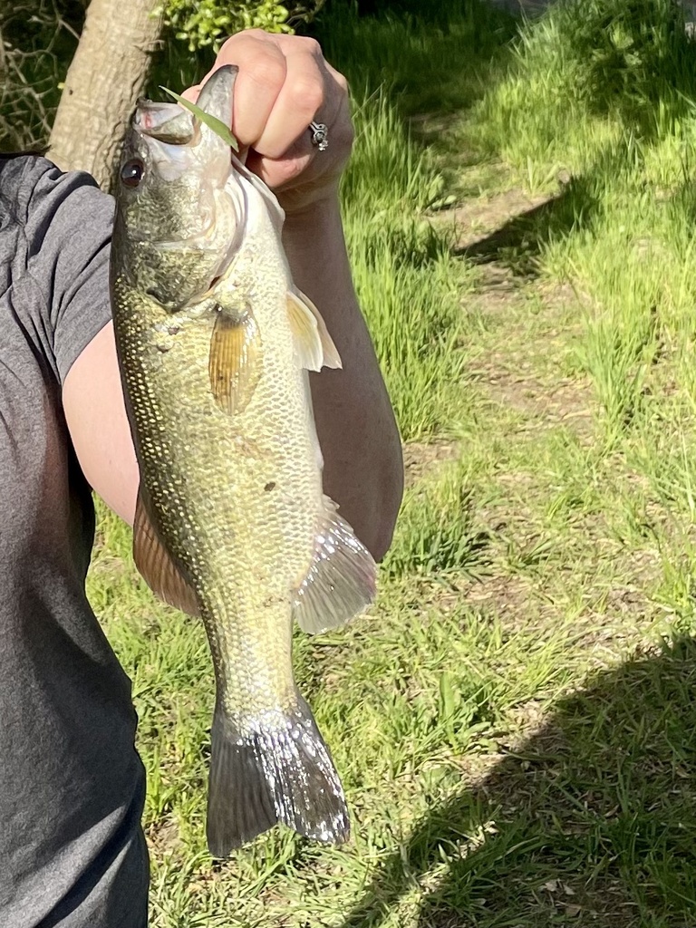 Largemouth Bass from Spring Lake, Santa Rosa, CA, US on April 21, 2023 ...