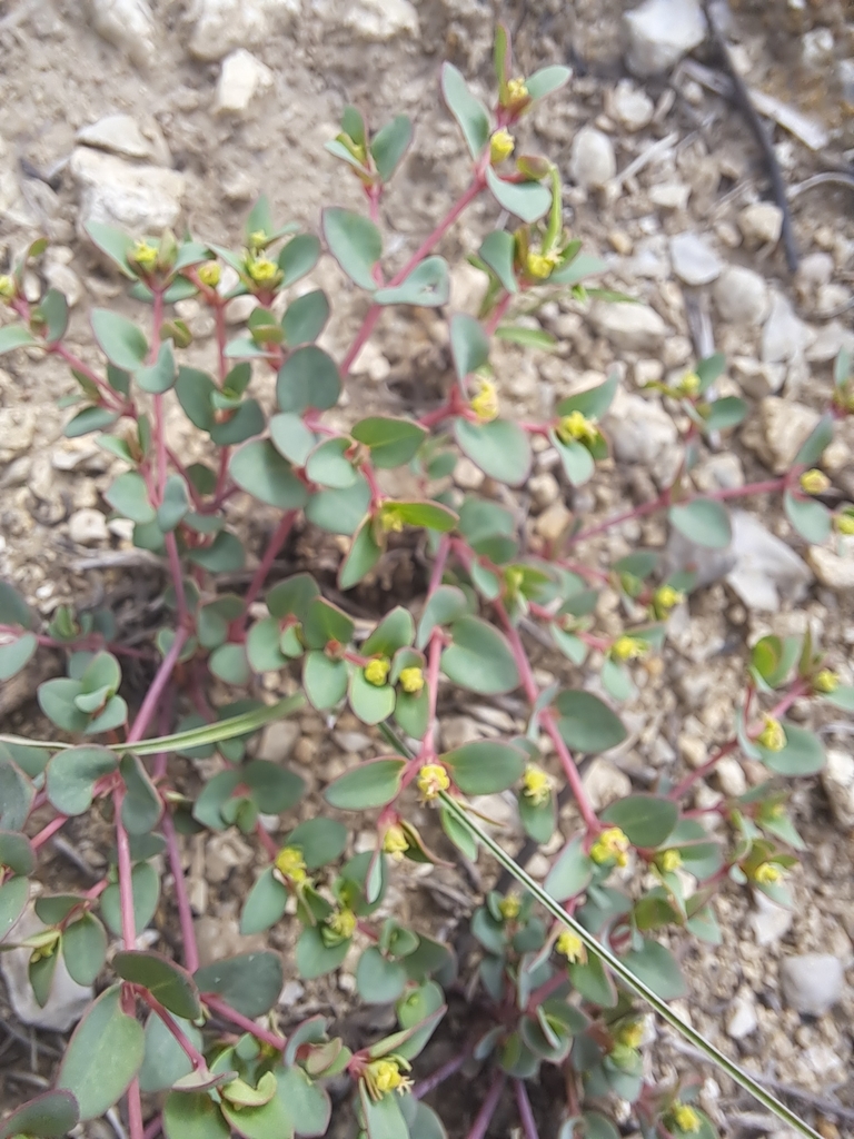 Fendler's Sandmat from Decatur, TX 76234, USA on April 22, 2023 at 10: ...