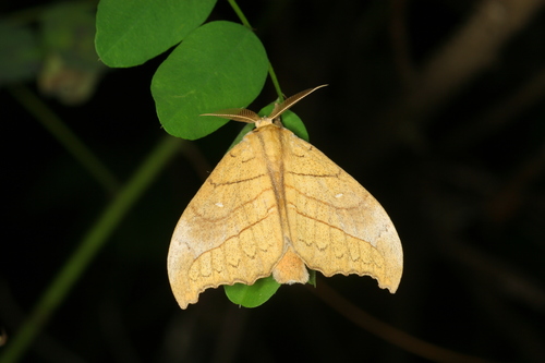 Gangarides coreanus · iNaturalist Mexico