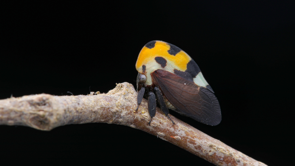 Mexican Treehopper from 墨西哥金塔纳罗奥图卢姆 on January 3, 2023 at 04:06 PM by ...