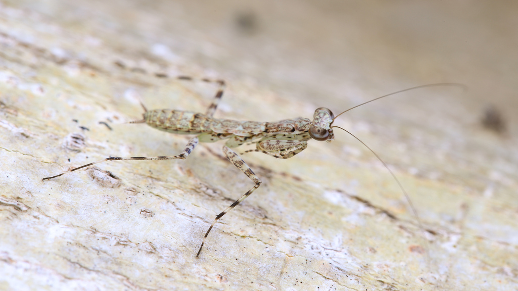 Mayan Lichen Mantis from 墨西哥金塔纳罗奥图卢姆 on January 4, 2023 at 11:05 PM by ...