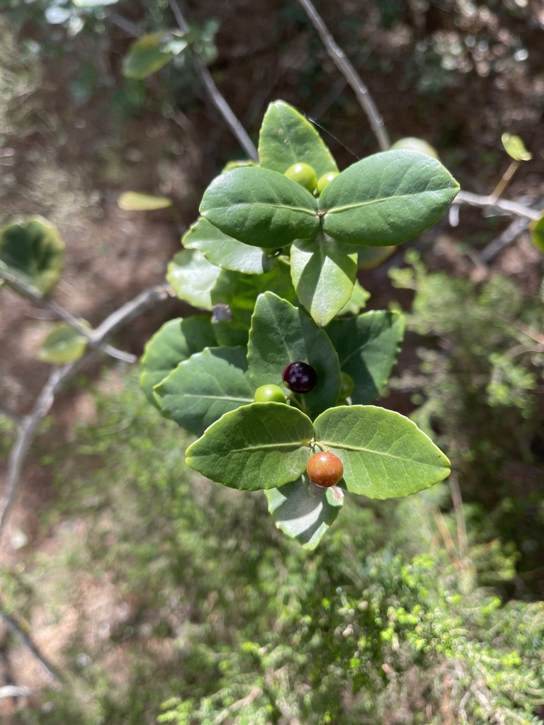 staff-vine family from George, WC, ZA on April 21, 2023 at 12:40 PM by ...