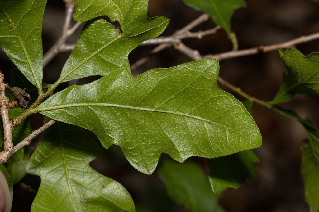 White Shin Oak from Travis Northwest, Lago Vista, TX, US on April 14 ...