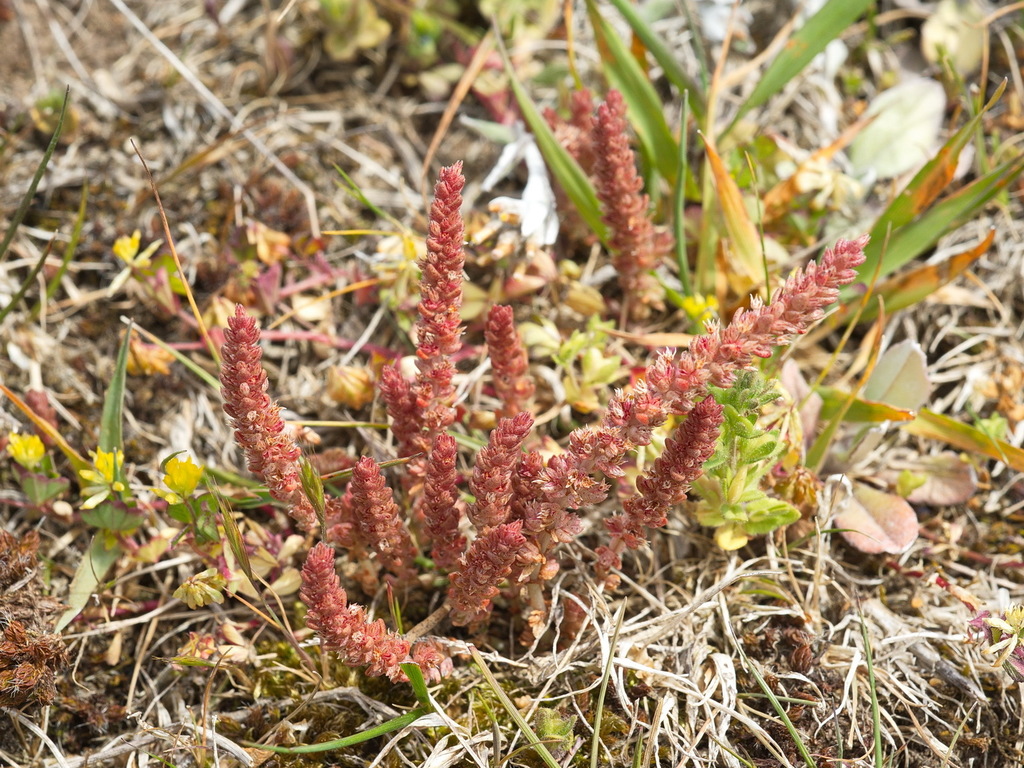 Crassula colligata colligata from Soldiers Memorial, Highcliff Road ...