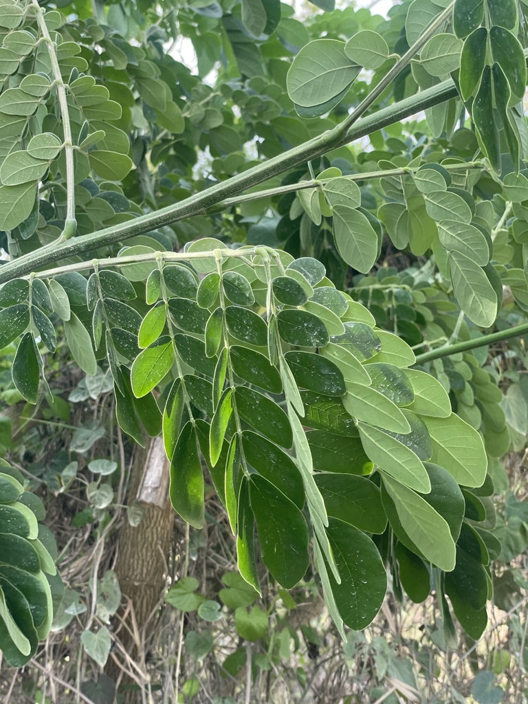 Monkey pod tree in April 2023 by Porlanaturaleza · iNaturalist