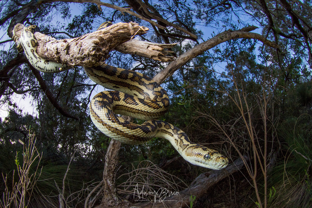 Southwestern Carpet Python in October 2018 by Adam Brice · iNaturalist