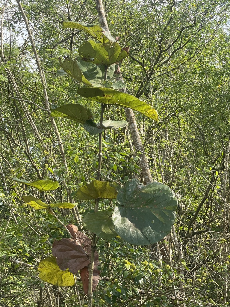 grandleaf sea grape in April 2023 by Porlanaturaleza · iNaturalist