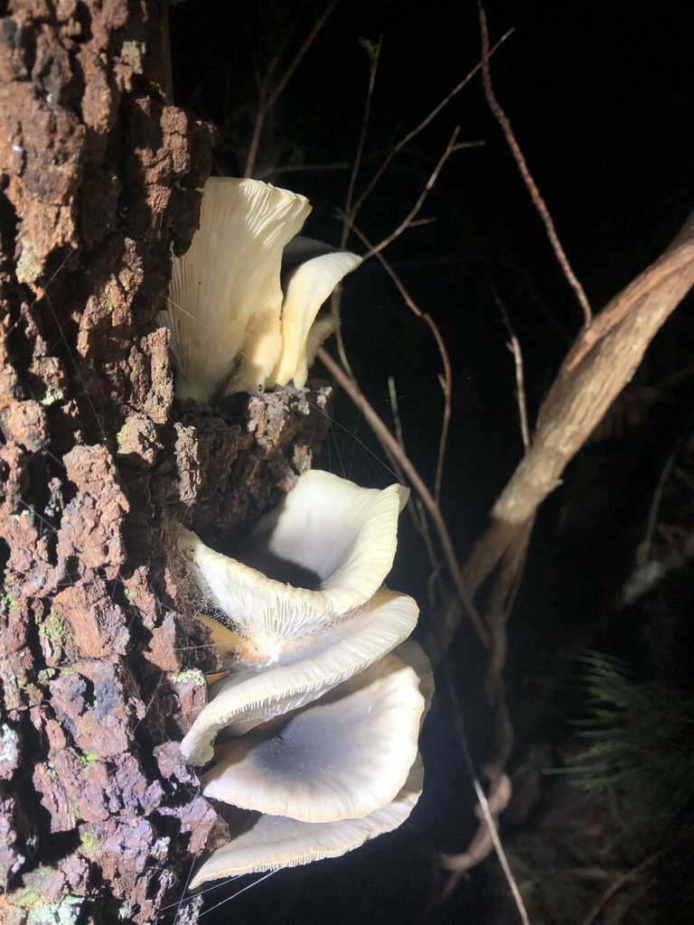 ghost fungus from Garawarra State Conservation Area, Helensburgh, NSW ...