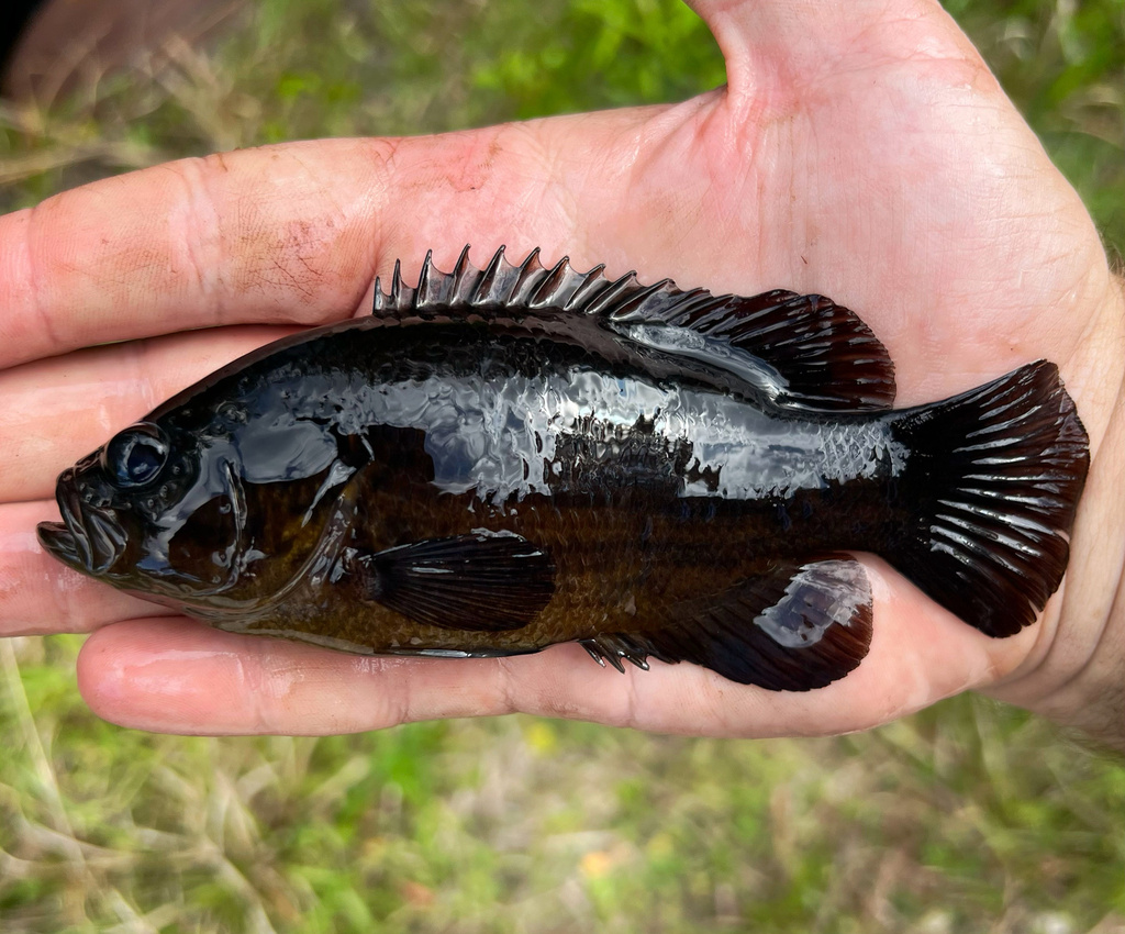 Mud Sunfish in April 2023 by Prestin Tomborello · iNaturalist