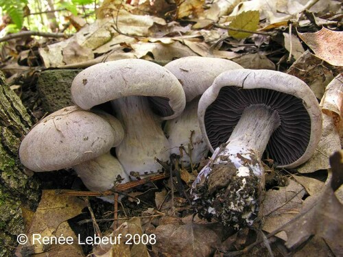 Cortinarius malodorus · iNaturalist United Kingdom